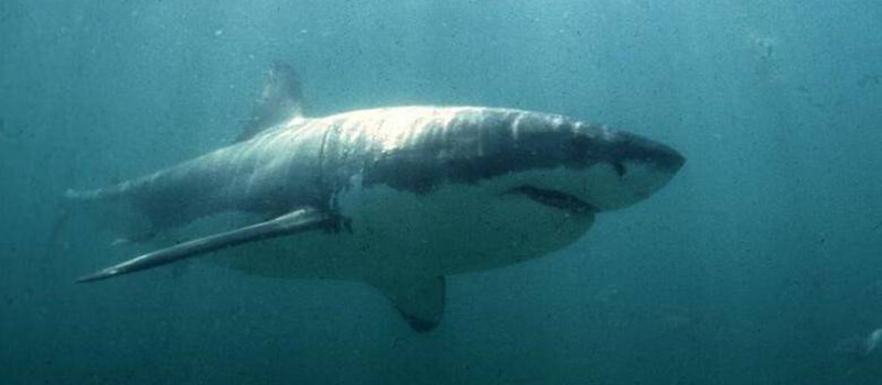 UAE University launches campaign to protect sharks from extinction (NEWS)